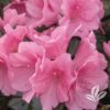 AZALEA, PINK RUFFLE - Plants of Texas